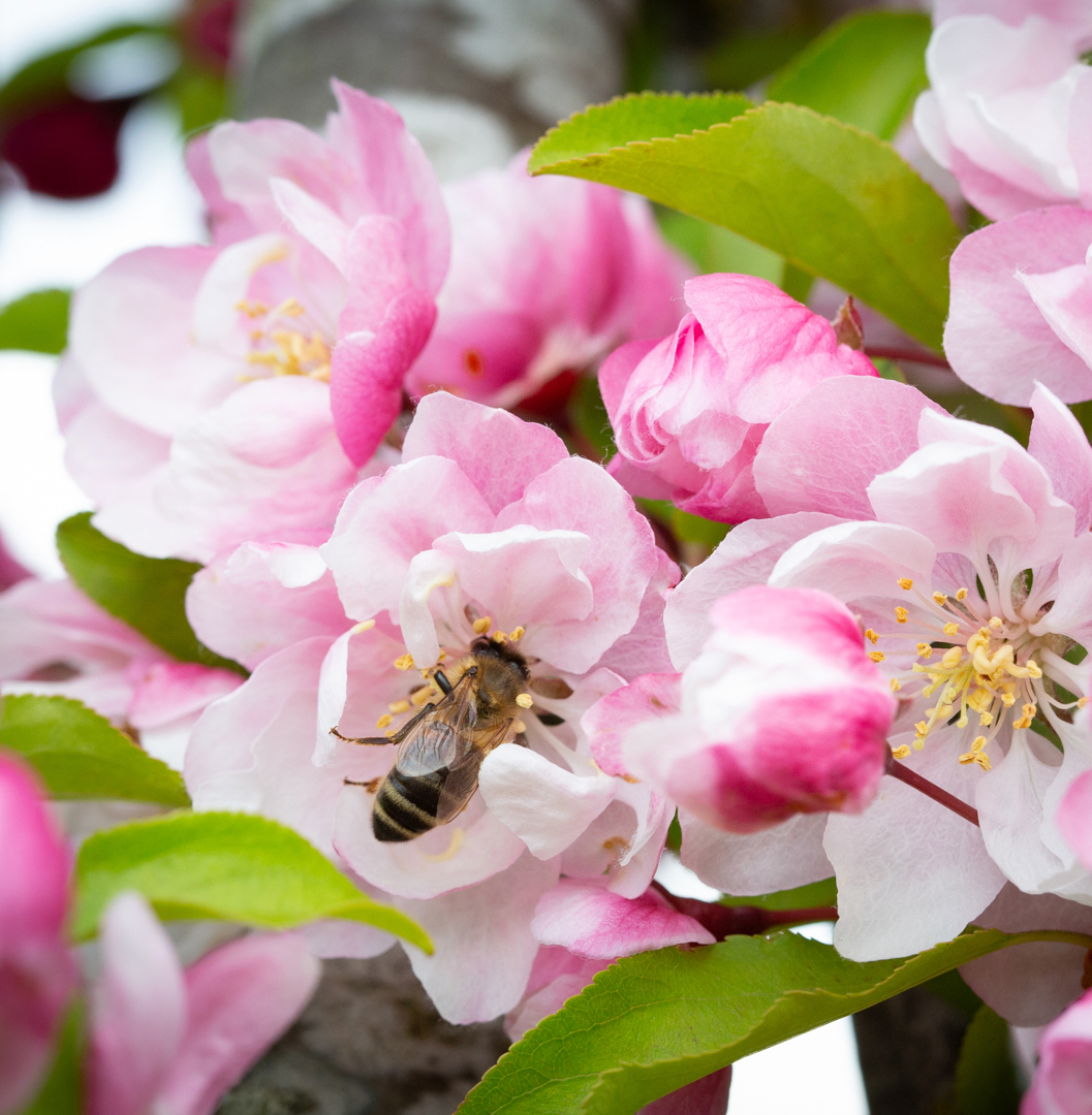 Trees for Bees and Insects | Frank P Matthews