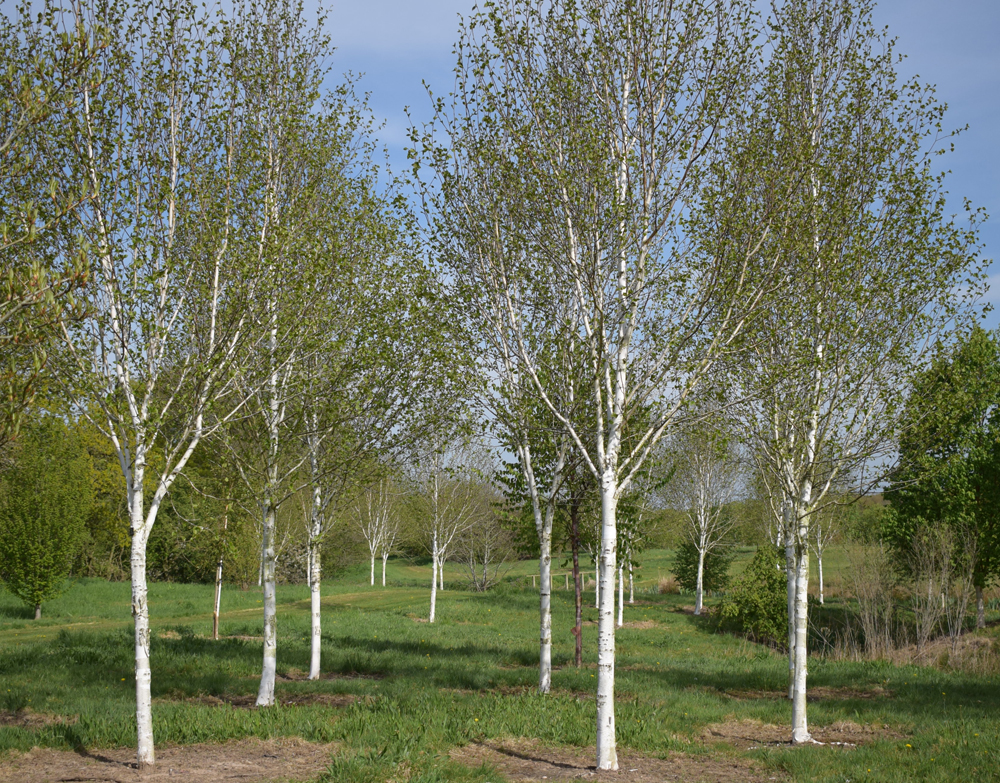 Trees for Different Locations | Ornamental Trees | Frank P Matthews