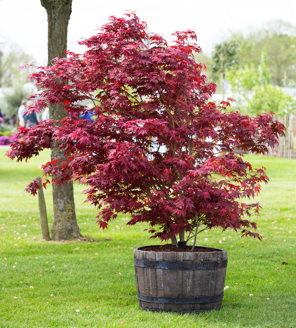 Trees In Garden Pots