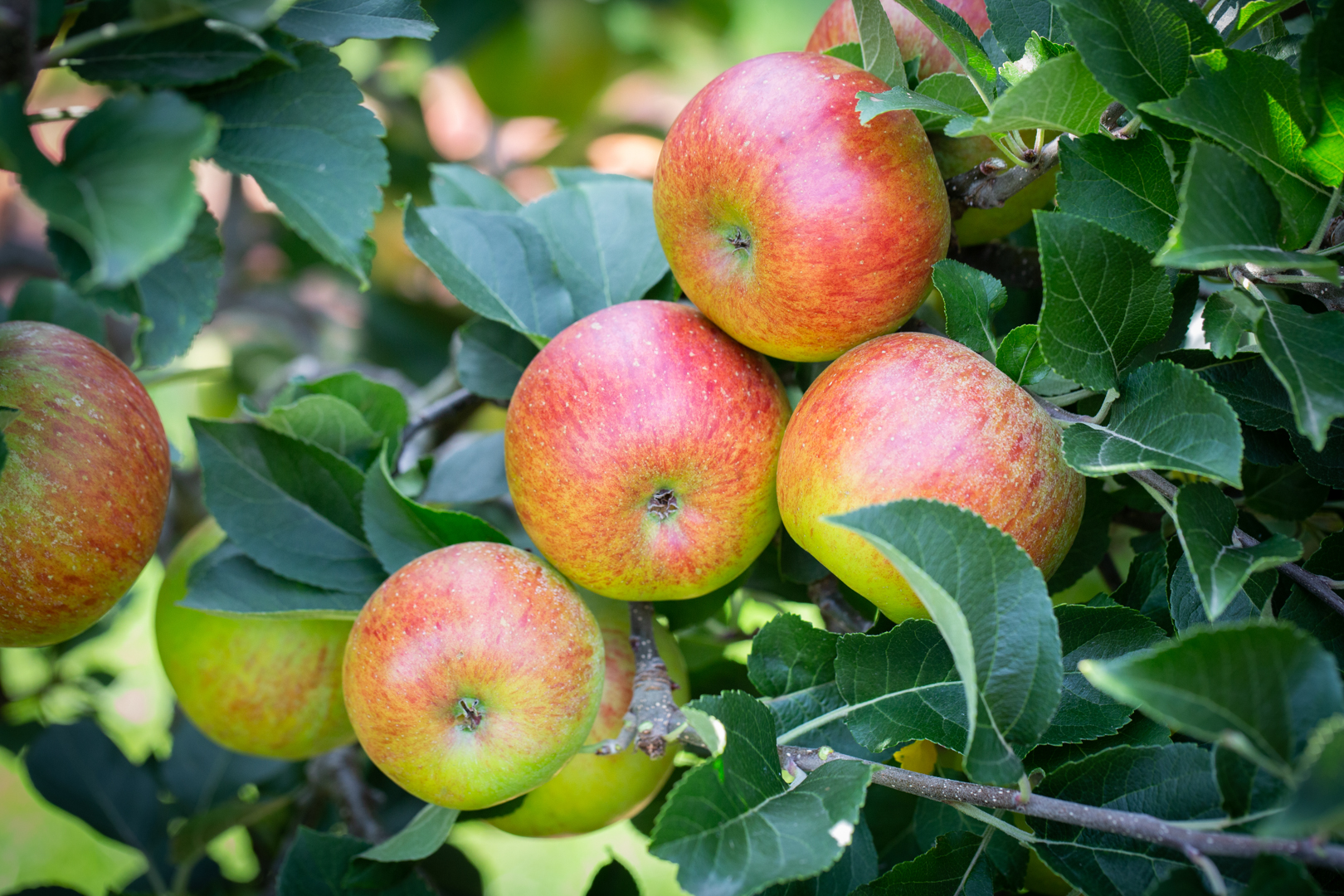 A Brief History of the Apple | Fruit Trees | Frank P Matthews
