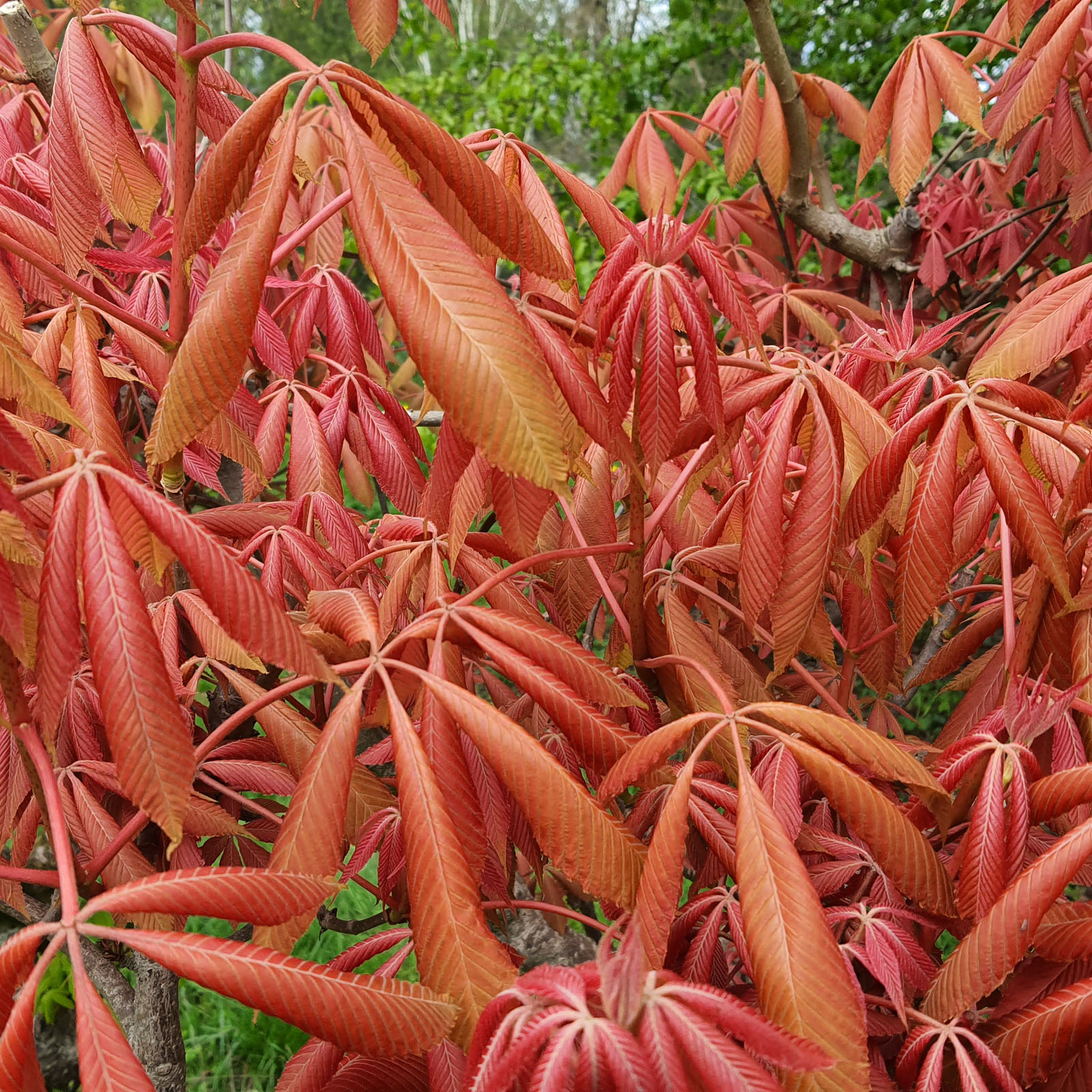 Trees for Autumn Colour | Frank P Matthews | Ornamental Trees