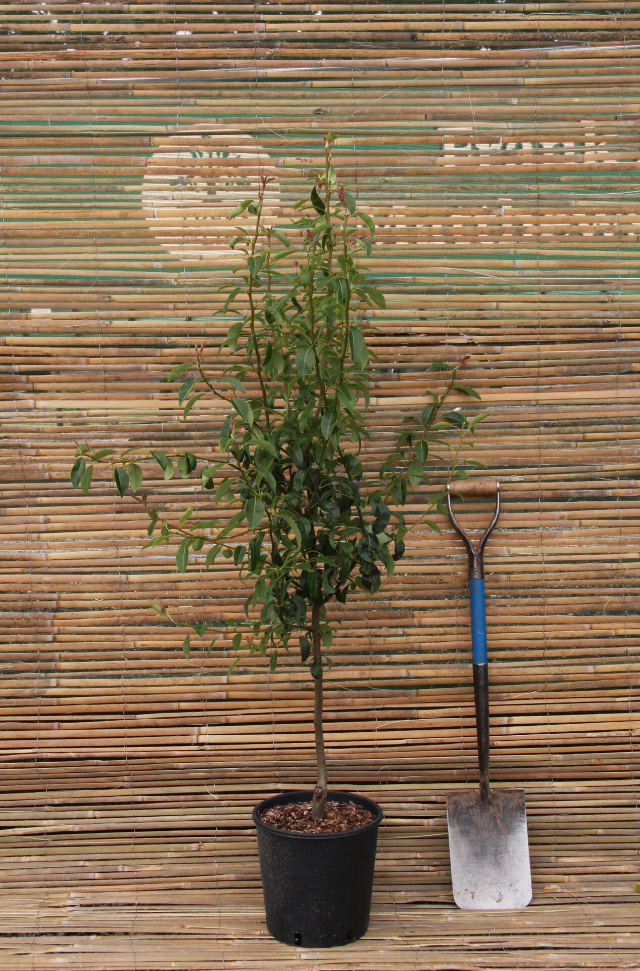 Fruit Trees - Container Specifications | Frank P Matthews