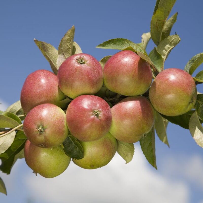 Rootstocks for Fruit Trees | Fruit Trees | Frank P Matthews