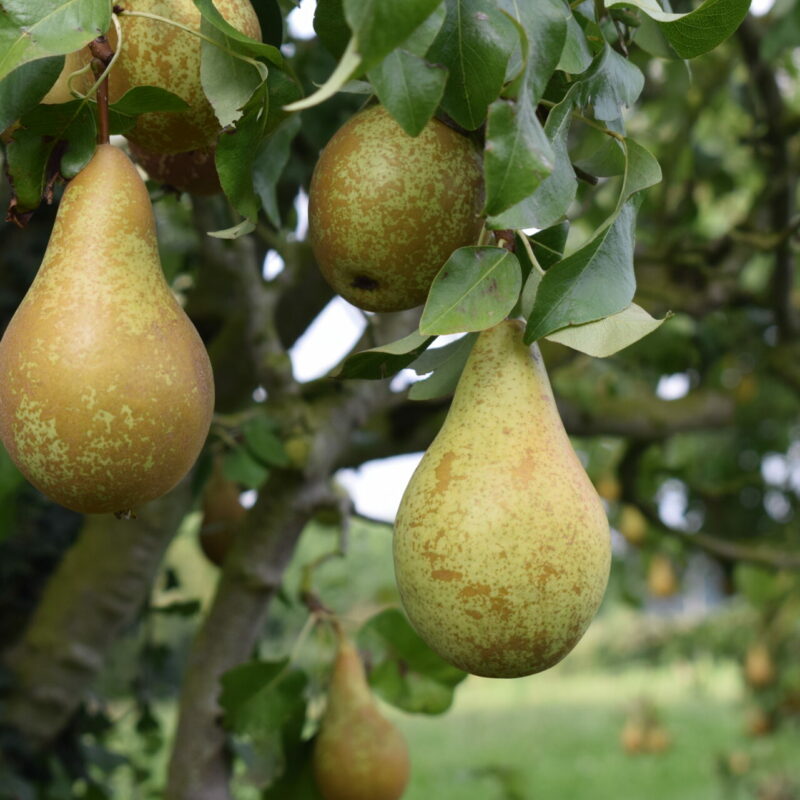 How to Prune Fruit Trees | Frank P Matthews