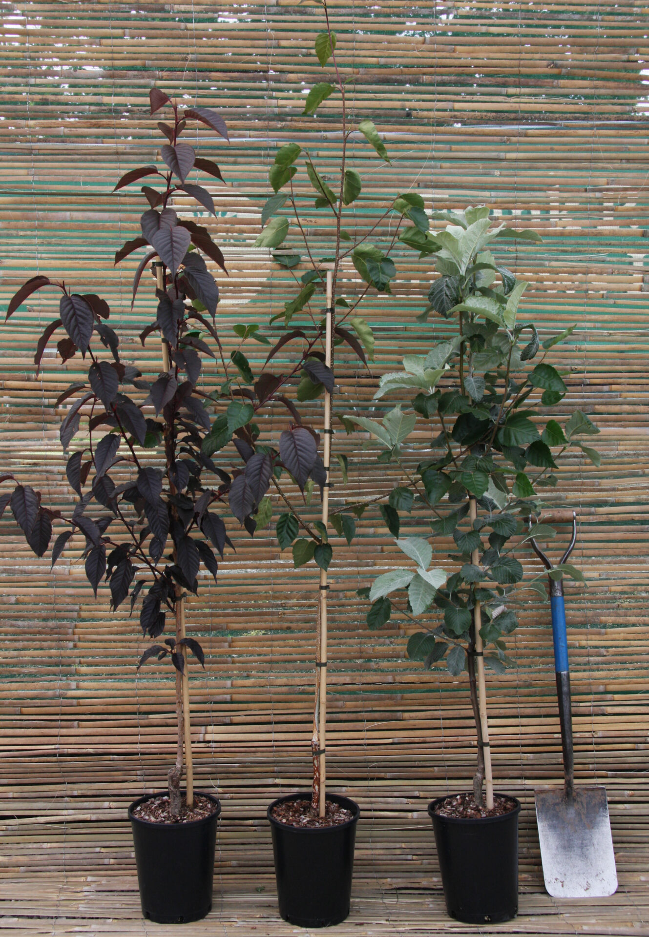 Ornamental Trees - Container Specifications | Frank P Matthews