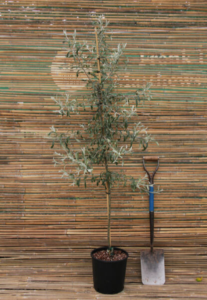 Ornamental Trees - Container Specifications | Frank P Matthews