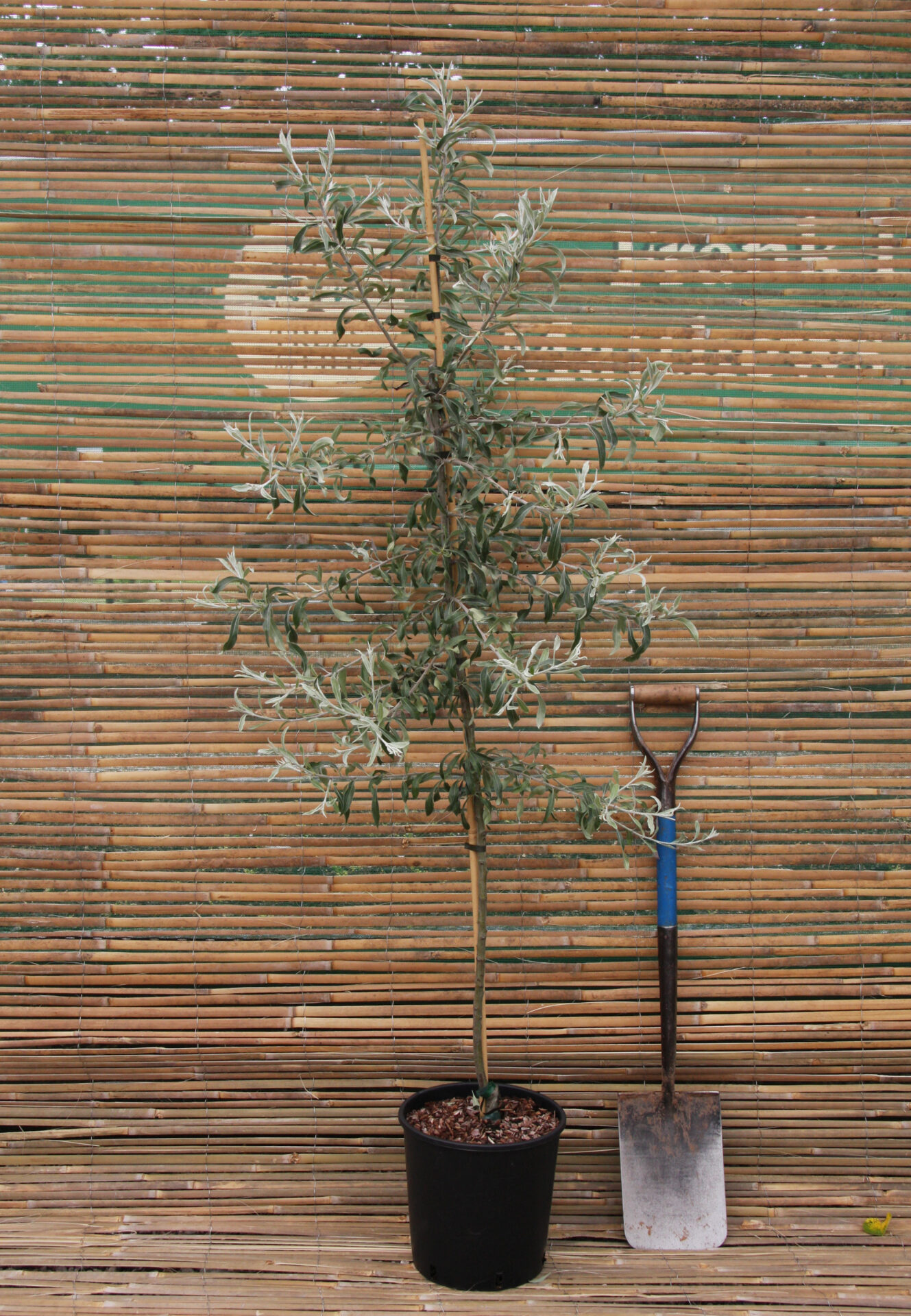 Ornamental Trees - Container Specifications | Frank P Matthews