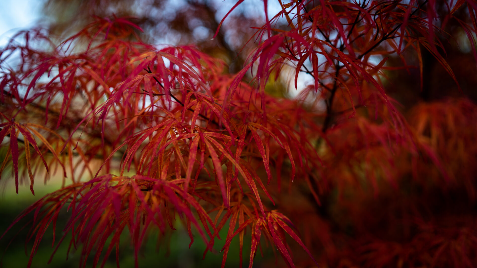 Trees for Autumn Colour | Frank P Matthews | Ornamental Trees