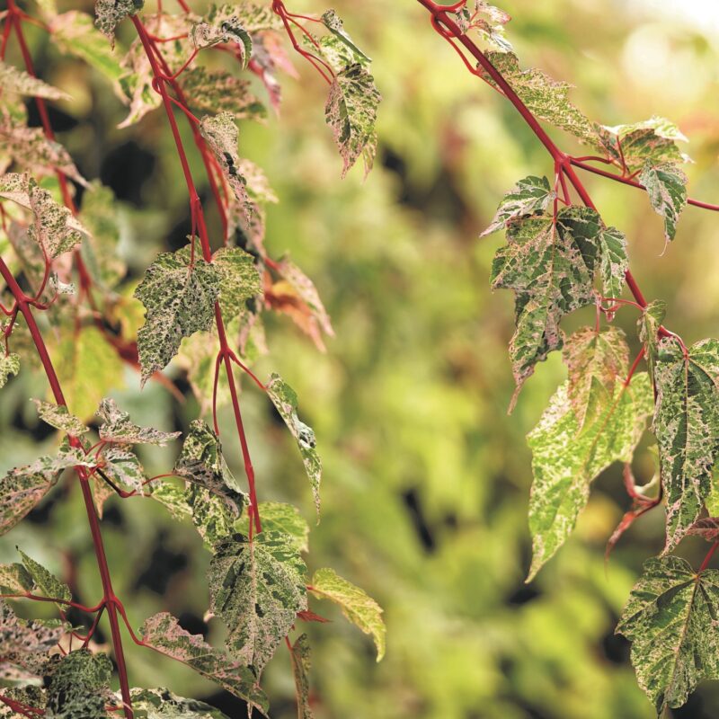 Trees for their Growing Habit | Frank P Matthews | Ornamental Trees