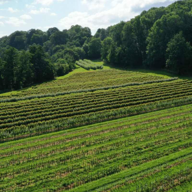 How to Plan an Orchard | Orchard Planting | Frank P Matthews