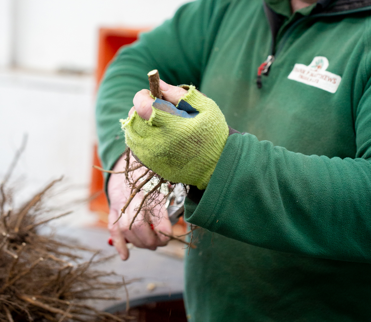 Contract Growing and Grafting Services | Frank P Matthews