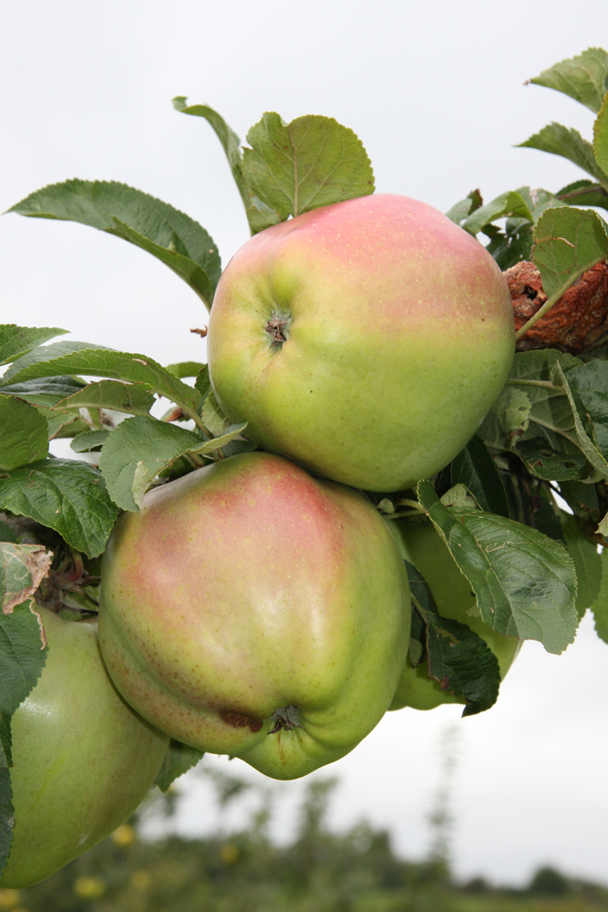 A Brief History of the Apple | Fruit Trees | Frank P Matthews