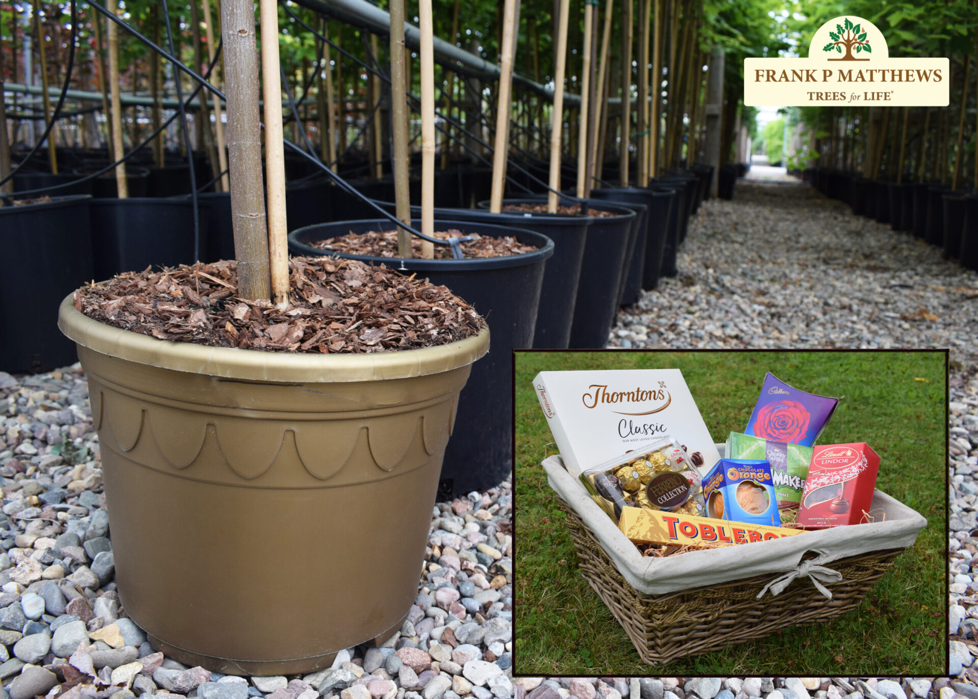 New - Apple Little Pax® | Fruit Trees | Frank P Matthews