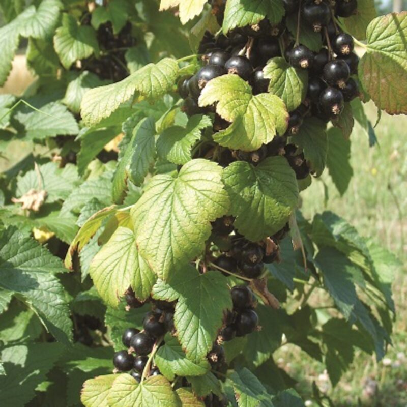 Heritage Fruit Trees | Fruit Trees | Frank P Matthews