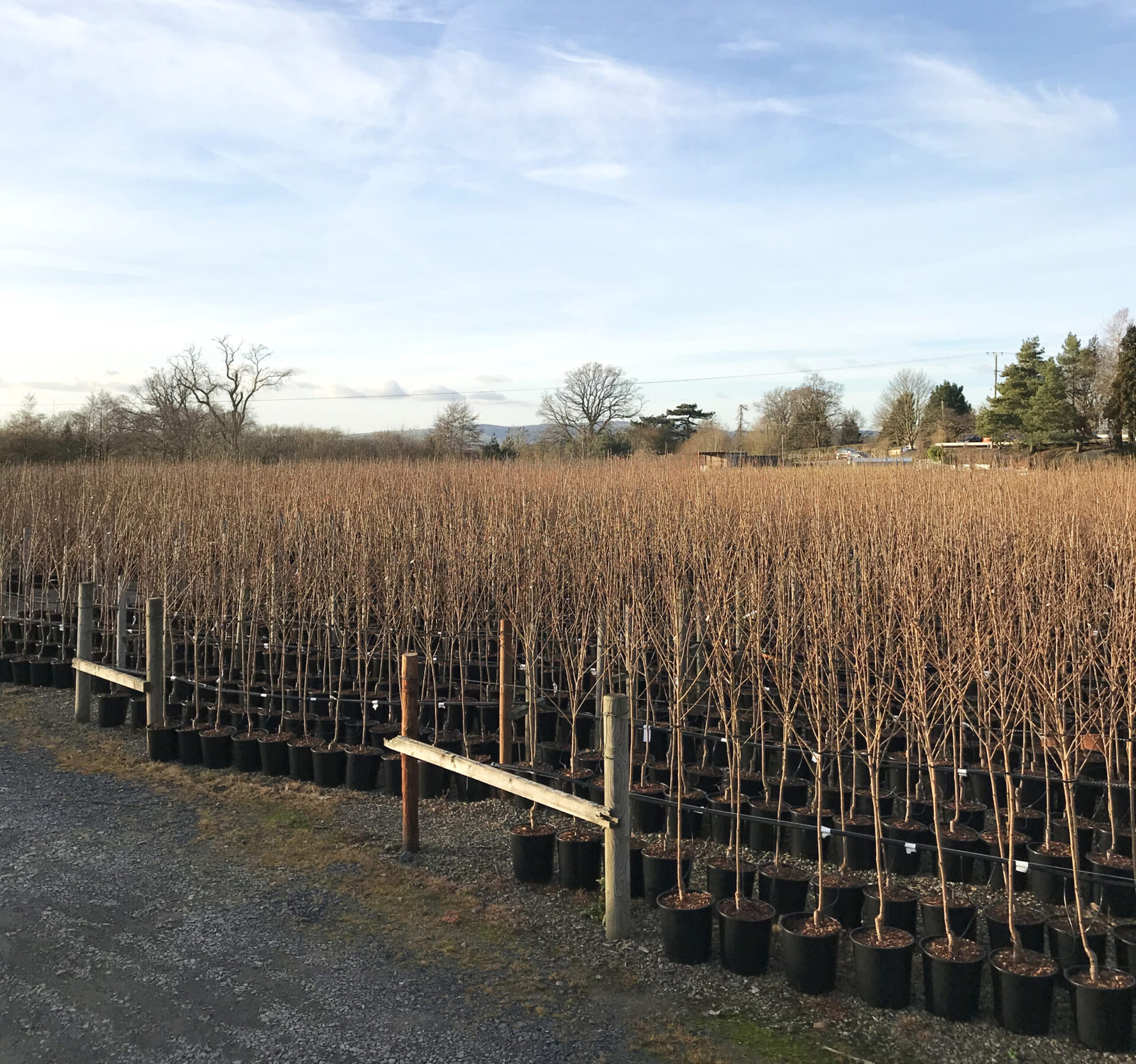Potting Trees From The Field For Autumn 2019 | Frank P Matthews