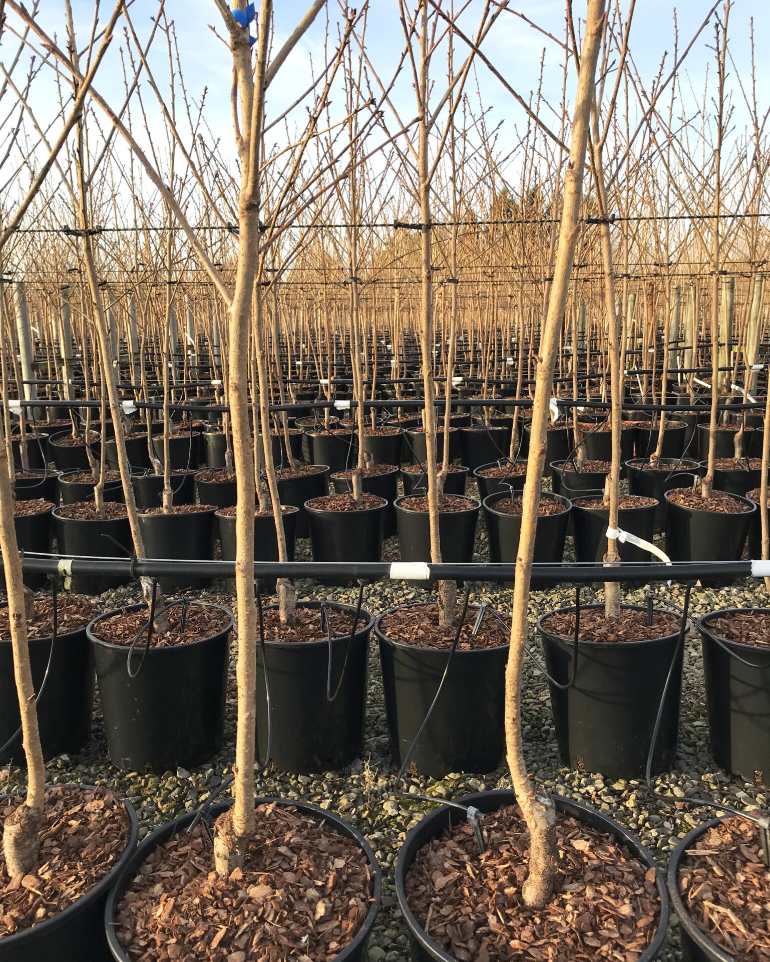 Potting Trees From The Field For Autumn 2019 | Frank P Matthews