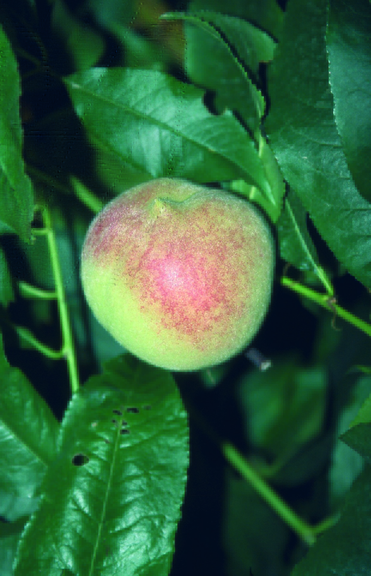 Heritage Fruit Trees | Fruit Trees | Frank P Matthews