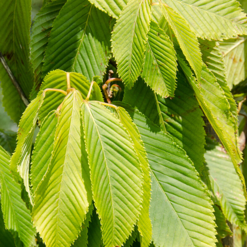 Acer pseudoplatanus 'Simon-louis Frères' | Frank P Matthews