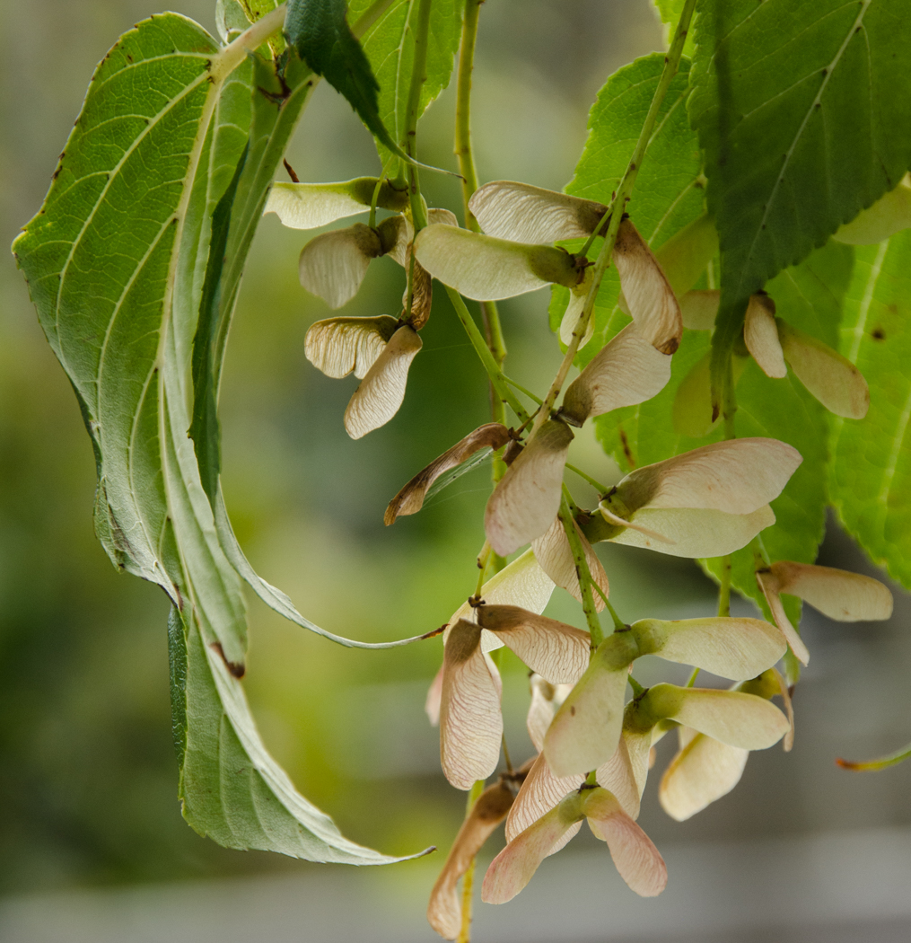 Acer davidii 'Madeline Spitta' | Frank P Matthews