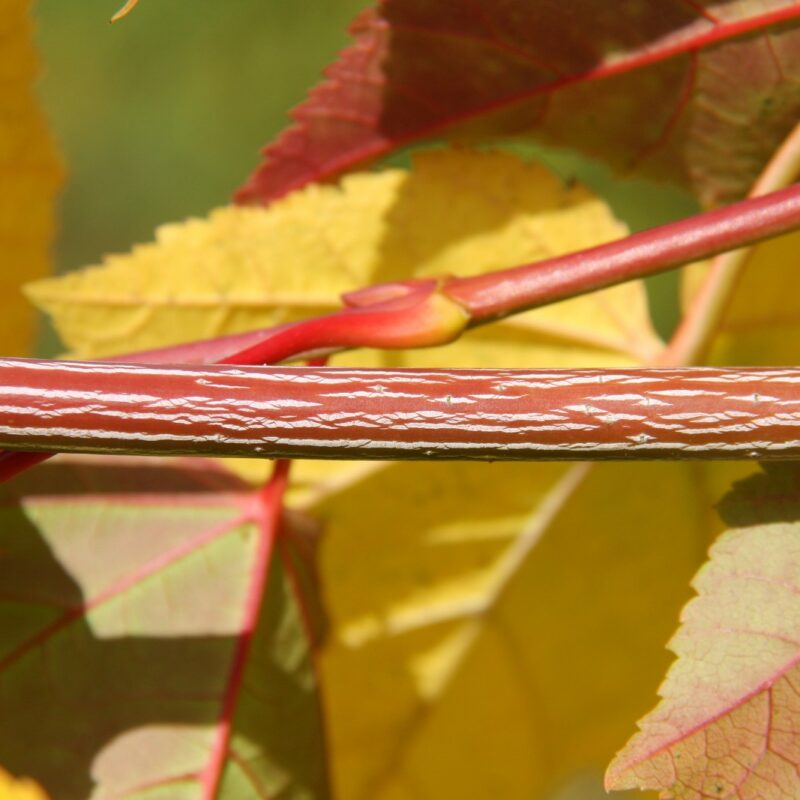 Acer davidii 'Viper'® (Mindavi) | Frank P Matthews