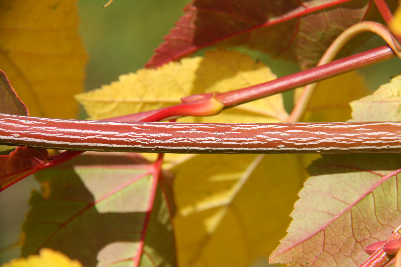 Acer davidii 'Viper'® (Mindavi) | Frank P Matthews