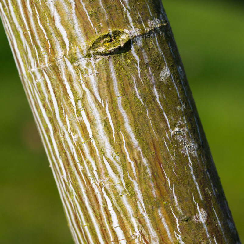 Acer x freemanii 'Morgan' | Frank P Matthews