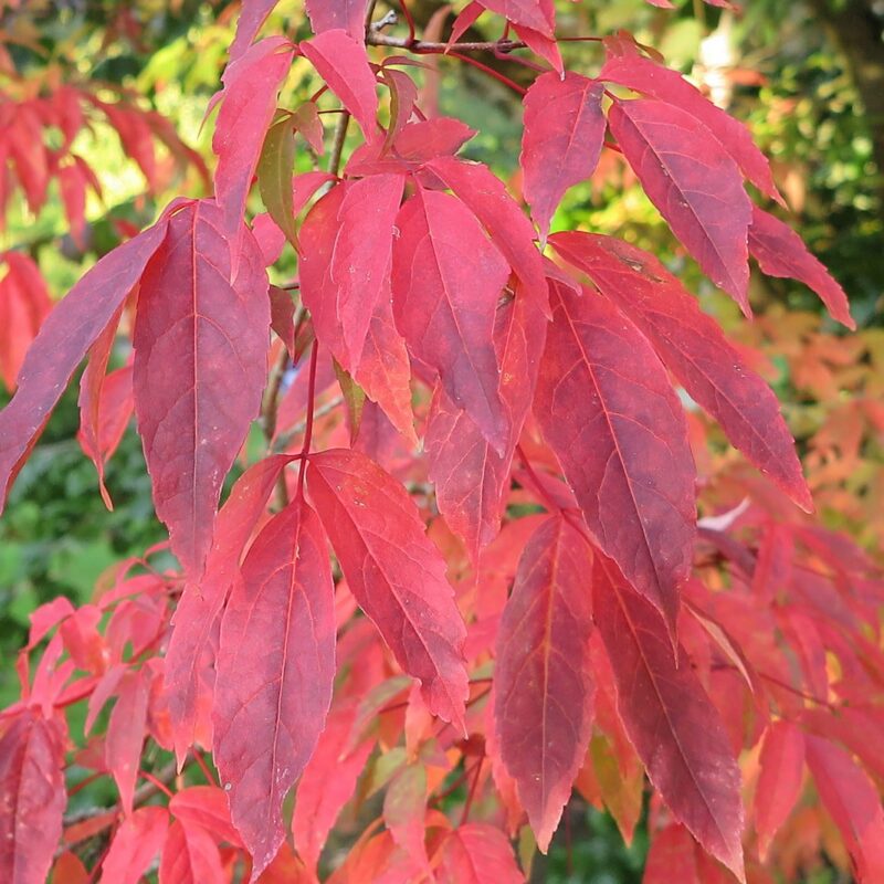 Acer pseudoplatanus 'Simon-louis Frères' | Frank P Matthews