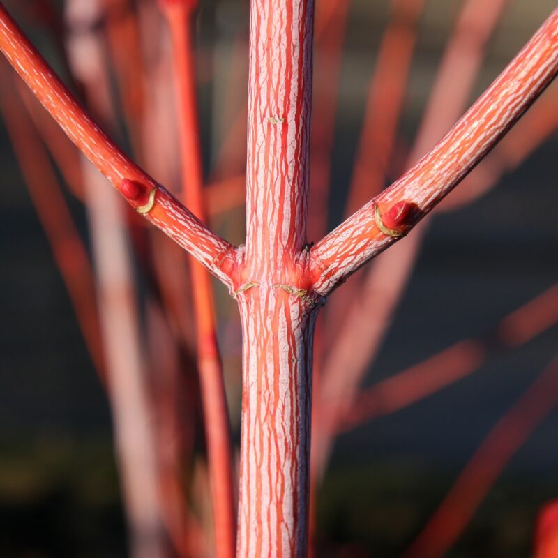 Acer x conspicuum 'Phoenix' | Frank P Matthews