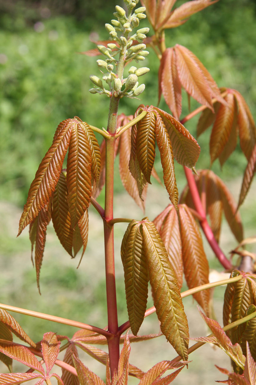 Aesculus indica | Frank P Matthews