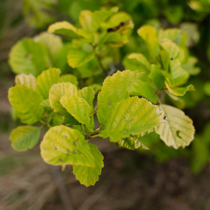 Alnus glutinosa 'Laciniata' | Frank P Matthews