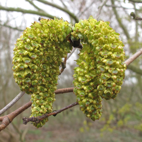 Alnus incana 'Aurea' | Frank P Matthews