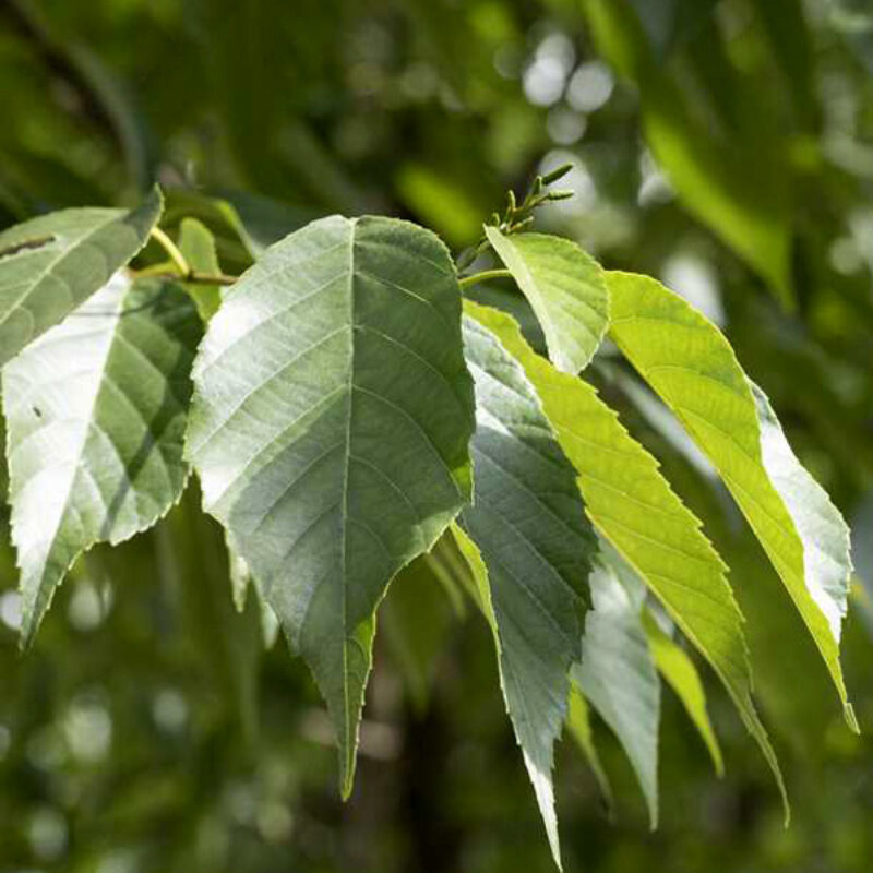 Alnus glutinosa 'Imperialis' | Frank P Matthews