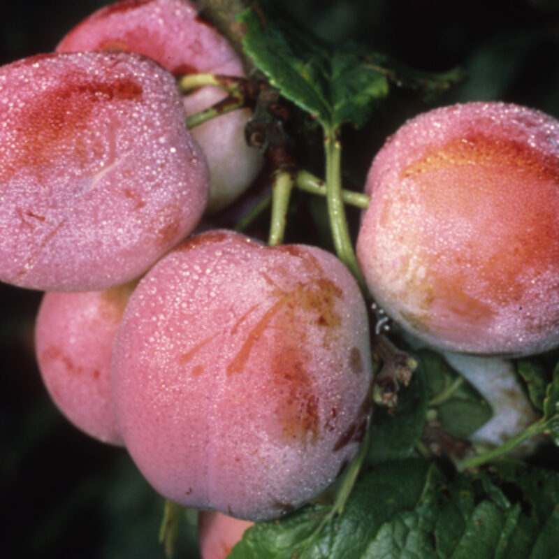 Gordon Castle | Frank P Matthews