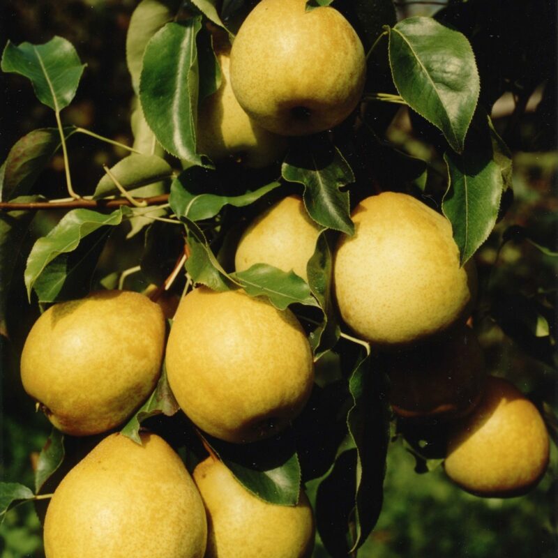 Christie | Frank P Matthews