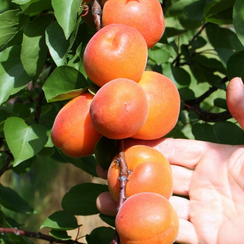 Tomcot ® | Frank P Matthews