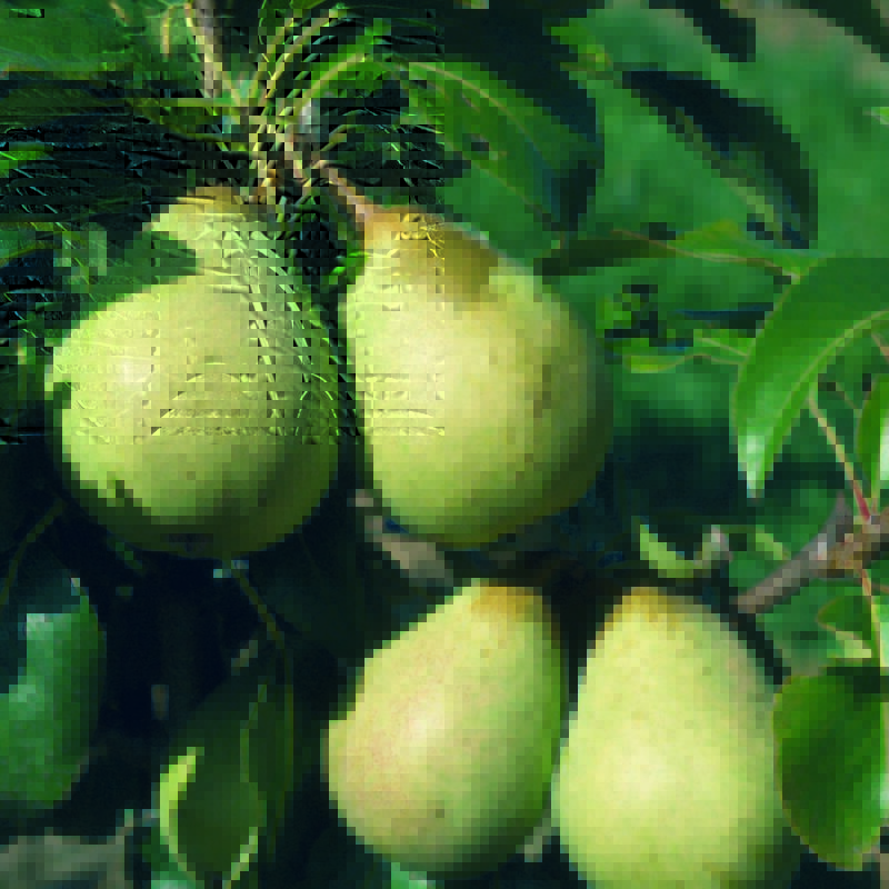 Beth | Frank P Matthews