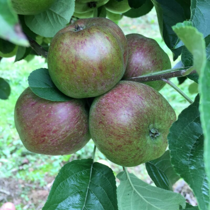 Three Counties Cider Apple | Fruit Trees | Frank P Matthews