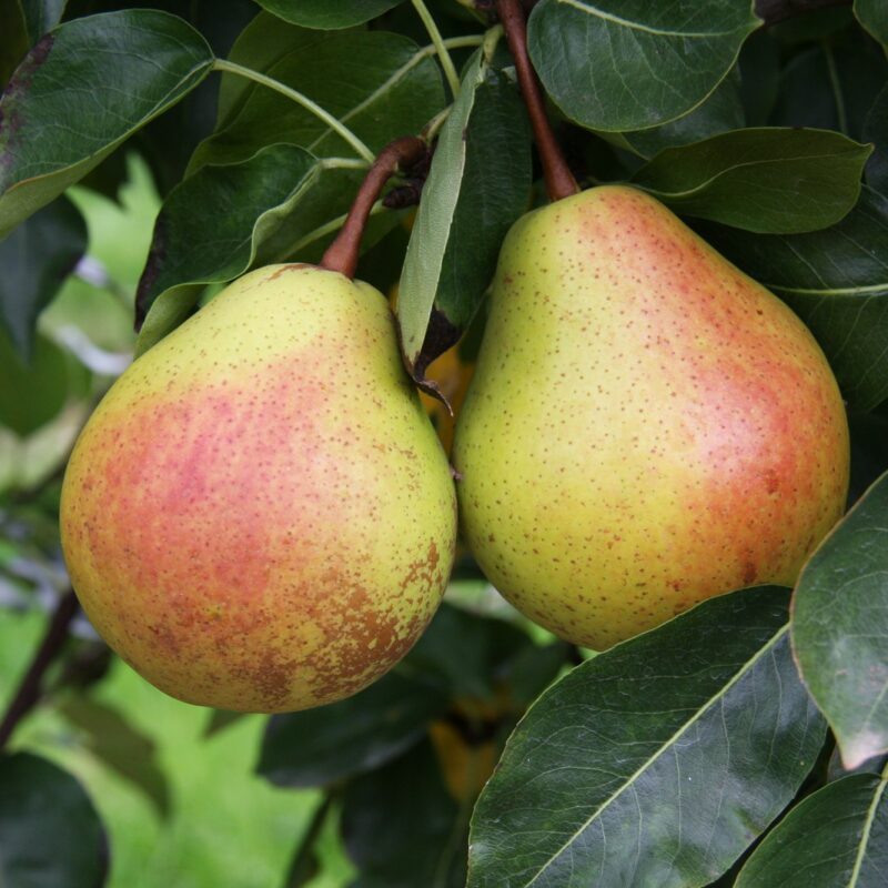 Christie | Frank P Matthews