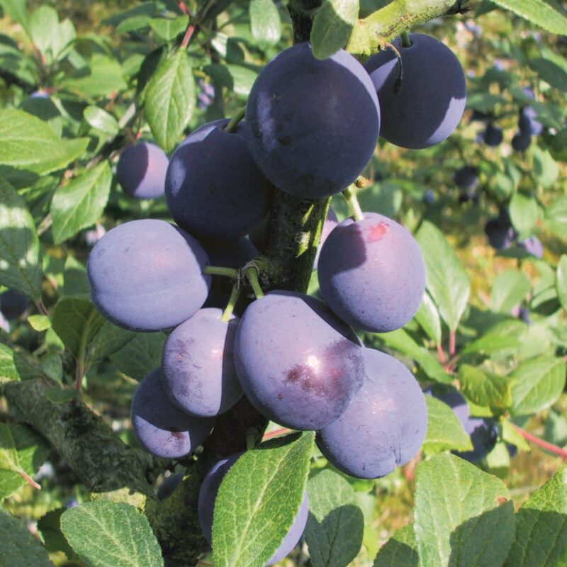 Sweet Prune | Frank P Matthews