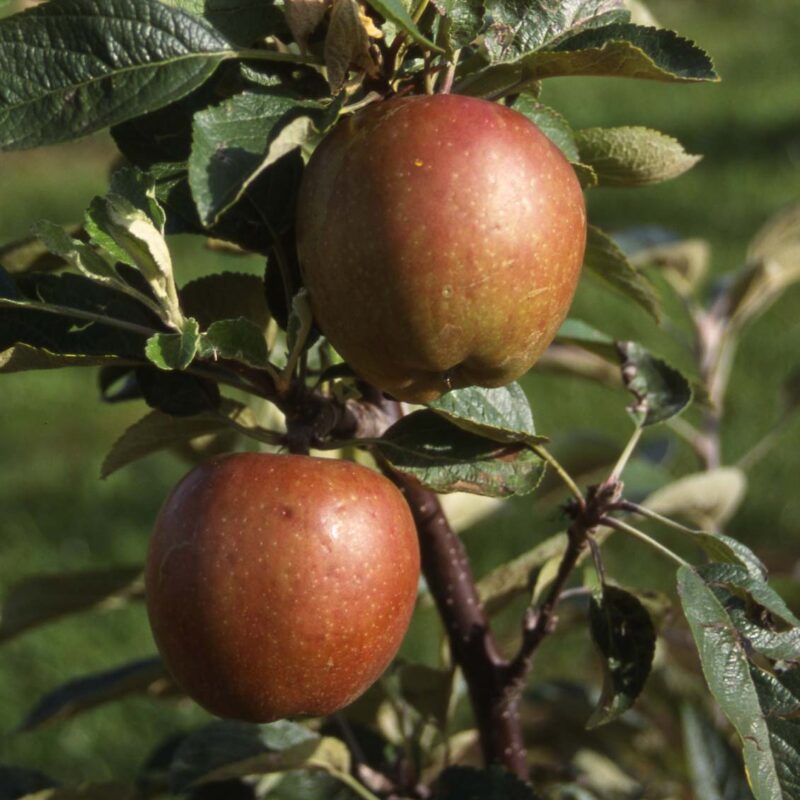 Bramley 'Original' | Frank P Matthews