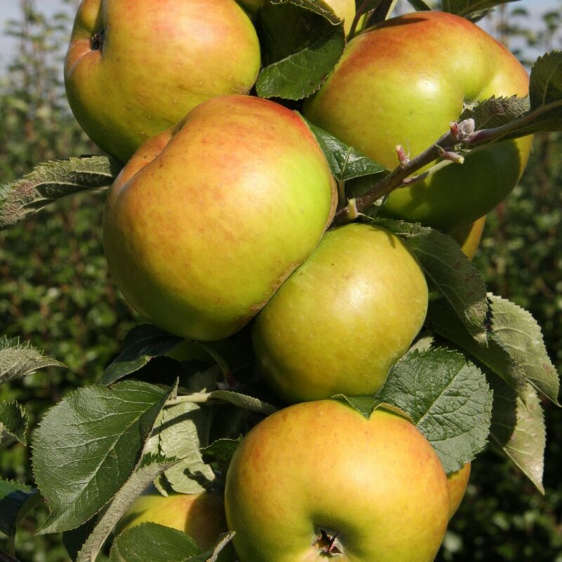 Adam's Pearmain | Fruit Trees | Frank P Matthews
