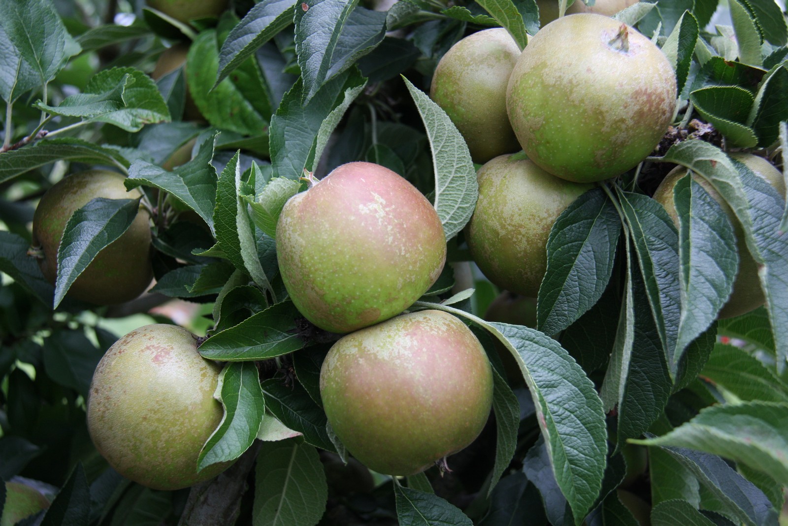 Brownlees Russet | Frank P Matthews