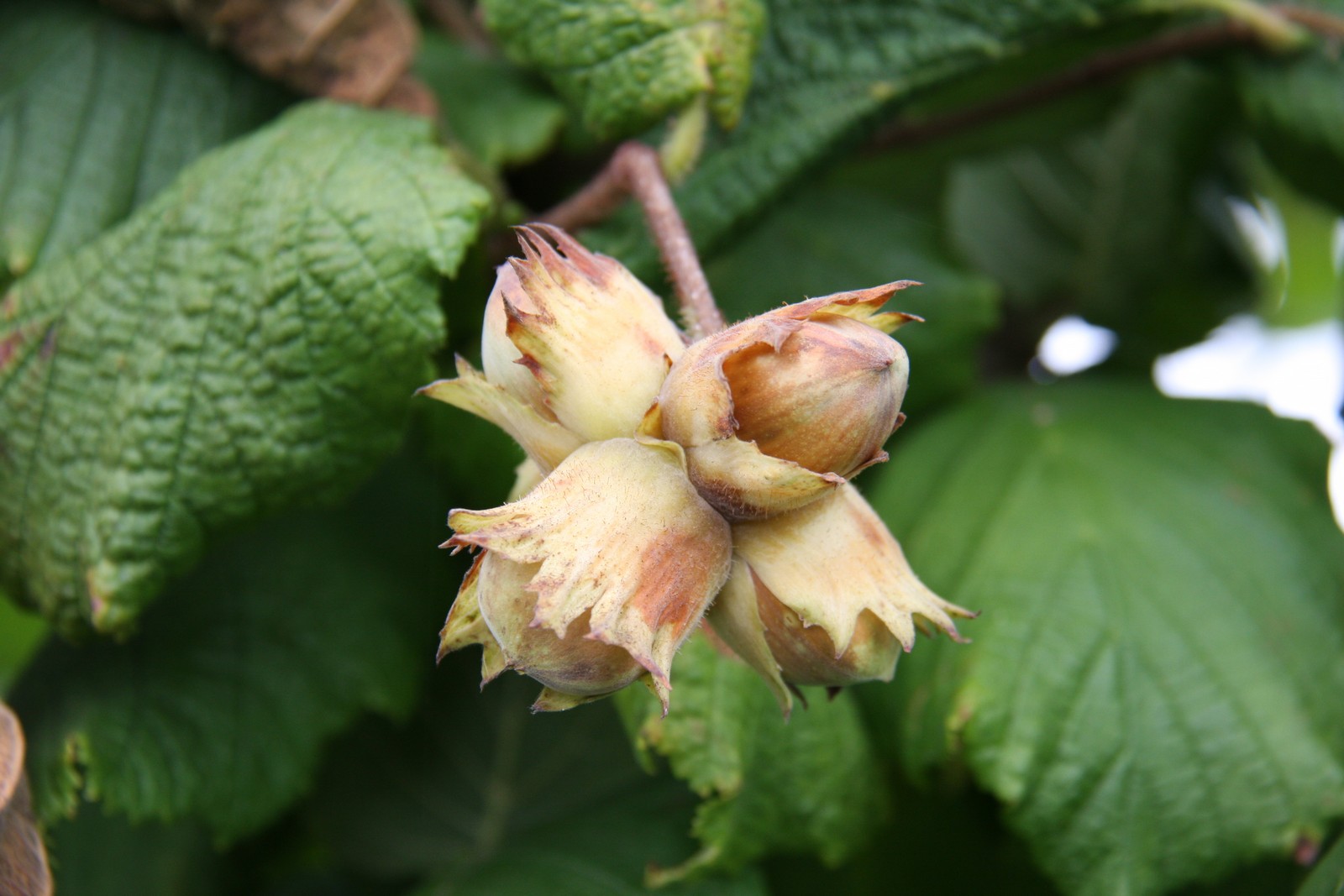 Butler | Frank P Matthews