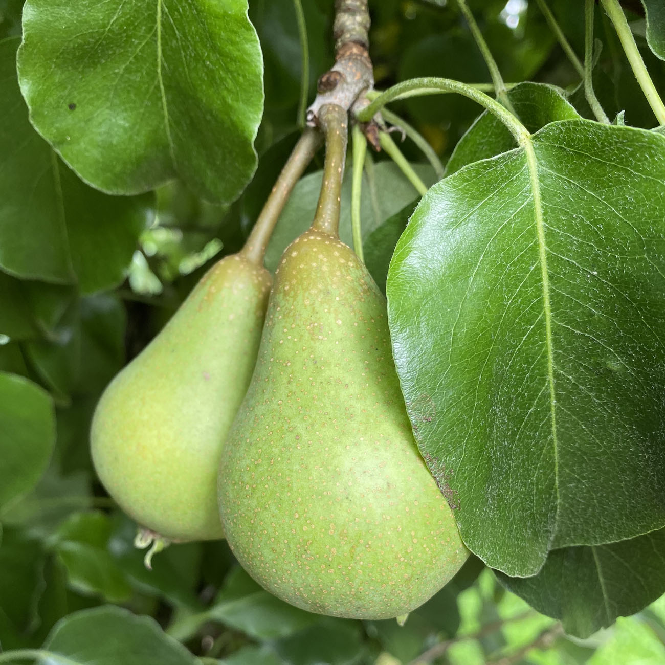 Cannock | Frank P Matthews