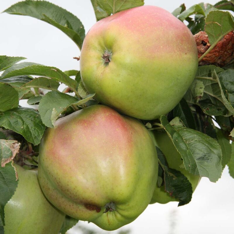 Core Blimey™ | Frank P Matthews