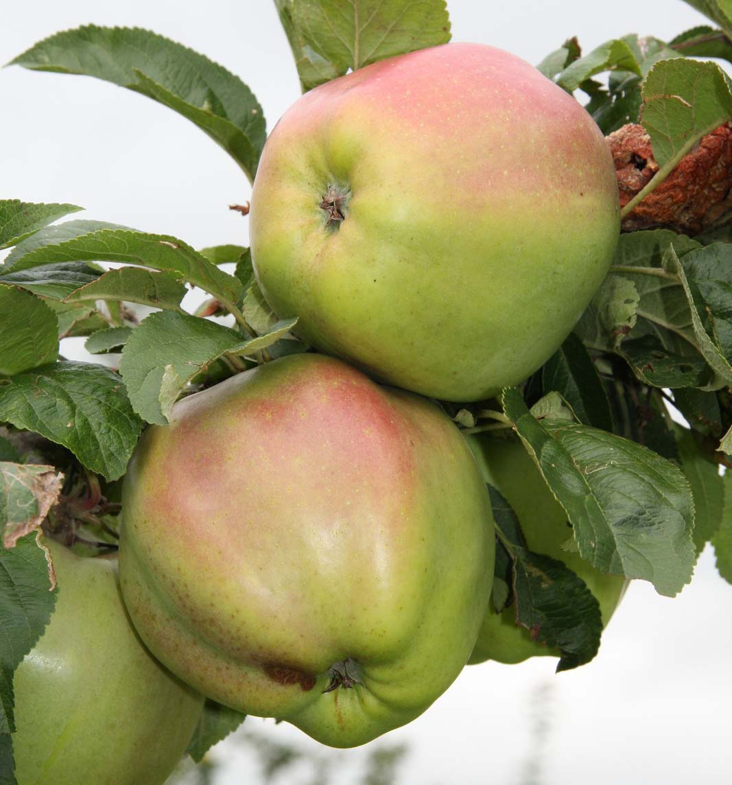 Captain Tom | Frank P Matthews