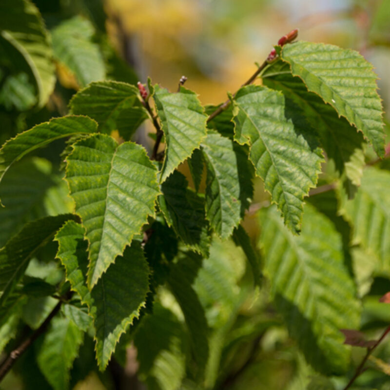 Carpinus betulus | Frank P Matthews