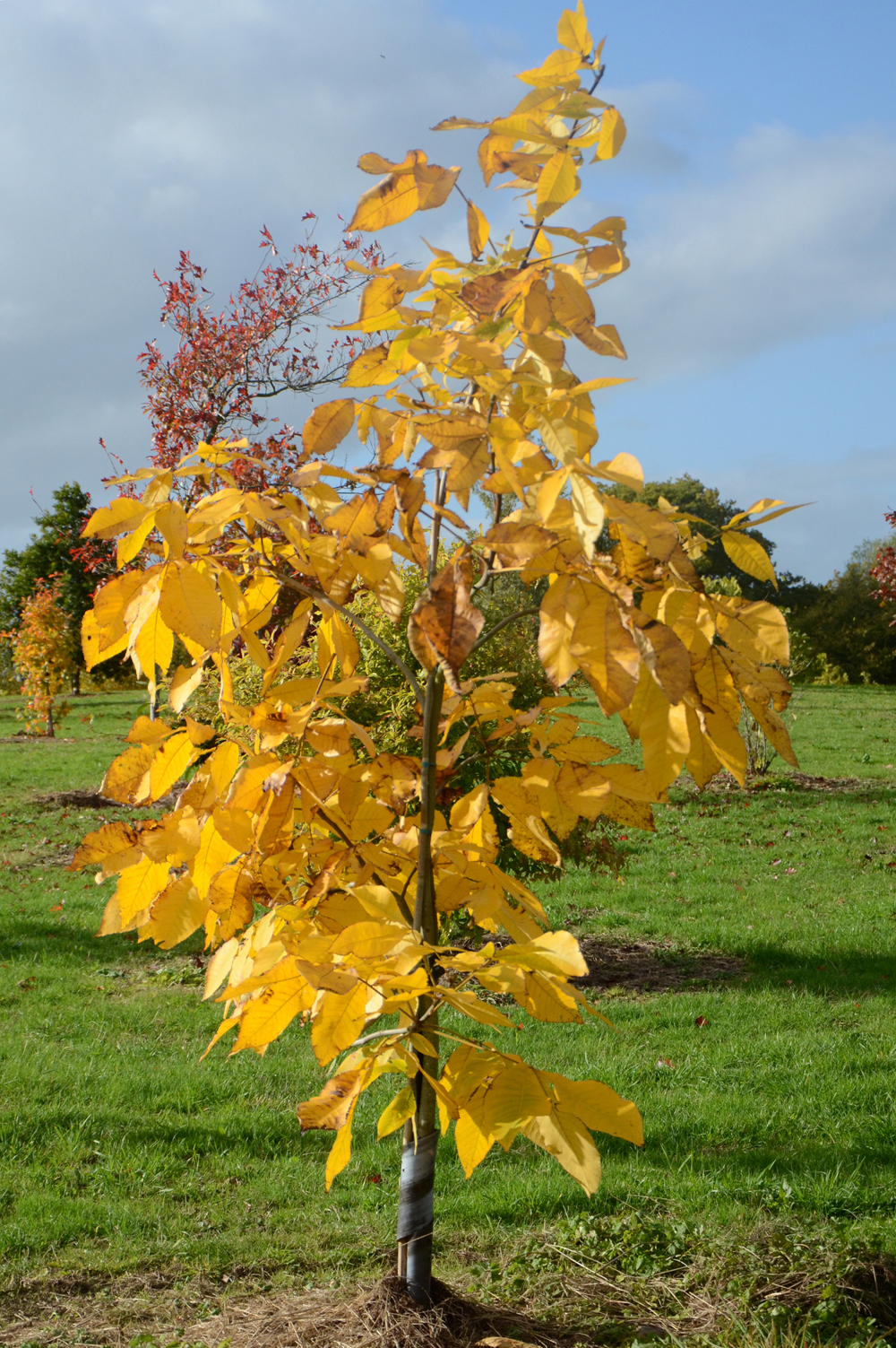 Carya ovata | Frank P Matthews