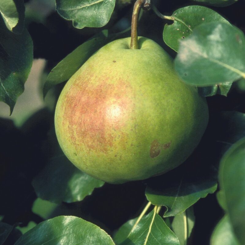 Blakeney Red (Perry) | Frank P Matthews