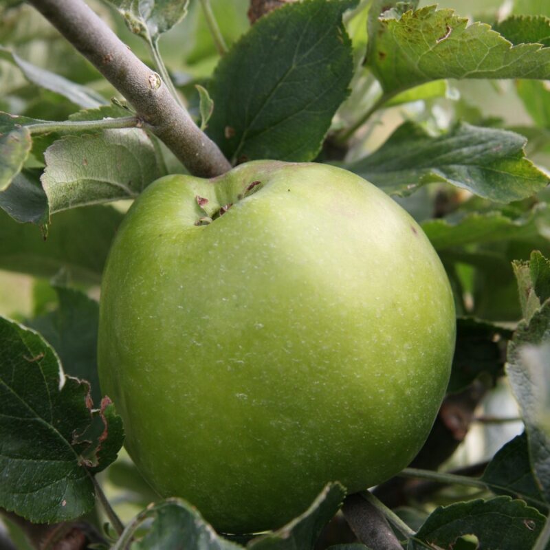 Melrose | Frank P Matthews